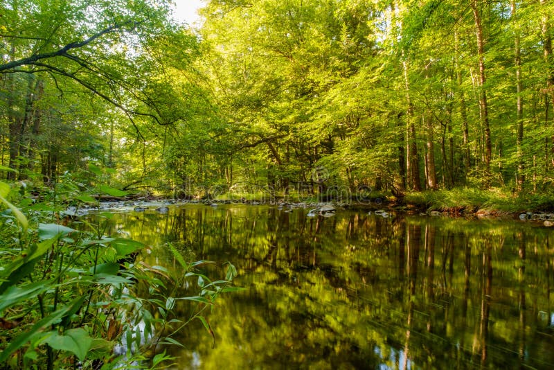 Stream Forest Reflections stock image. Image of vivid - 130669523