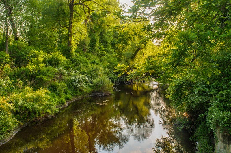 Stream Forest Reflections stock image. Image of river - 152980563
