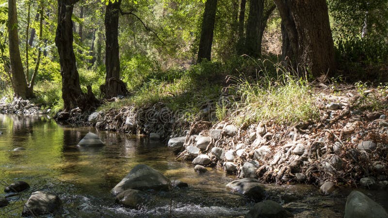 Stream in the Forest and River Bank Stock Image - Image of closeup ...