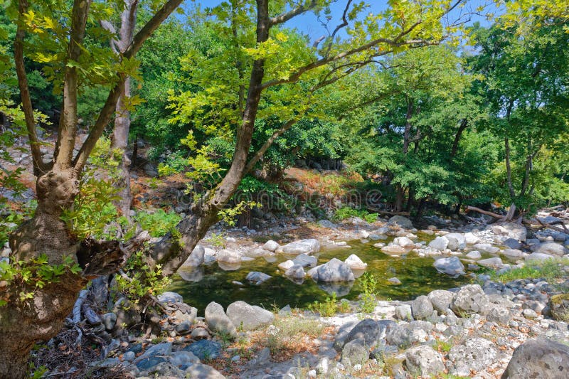 Stream in forest stock image. Image of creek, woodland - 59345133