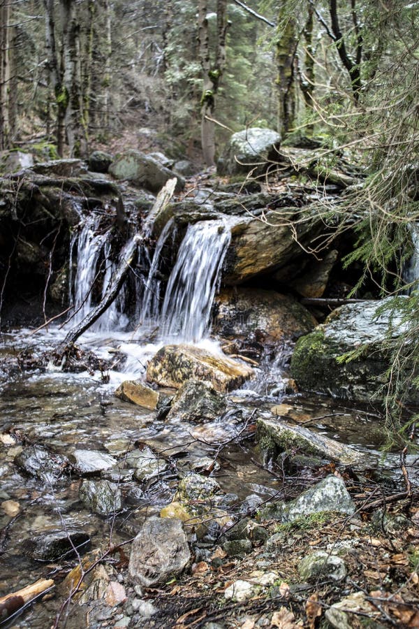 Stream in the forest stock photo. Image of relaxation - 153782050