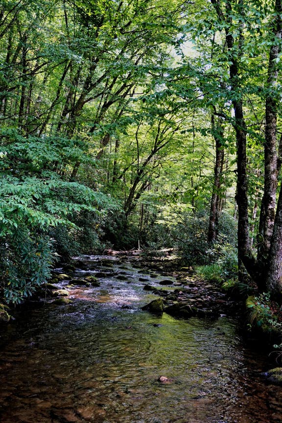 Stream in forest stock photo. Image of shore, copse, banks - 58728036