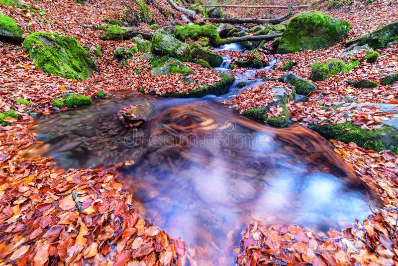 Stream in the forest stock image. Image of relax, park - 81725433