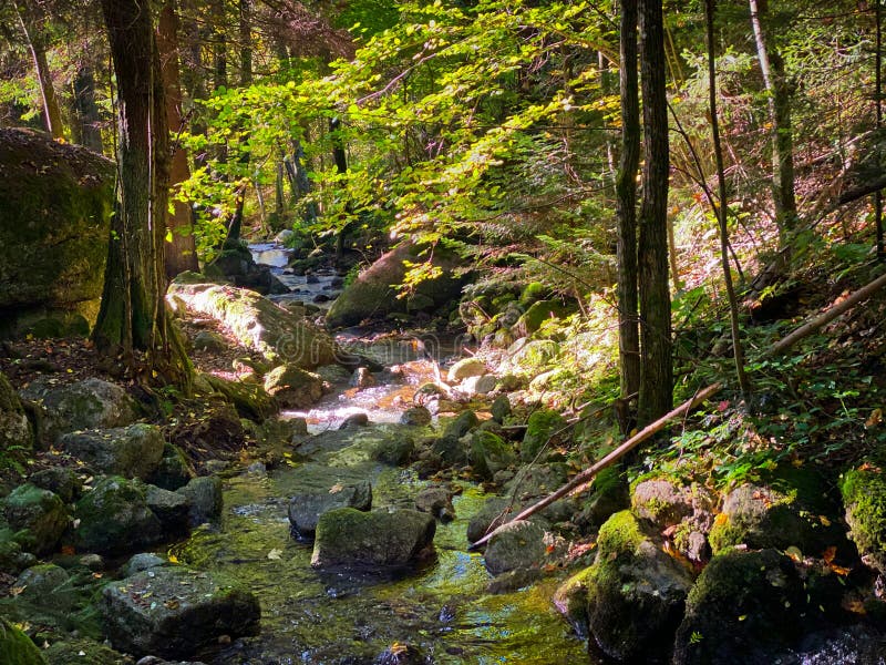 Stream through Forest stock image. Image of area, environment - 161098497