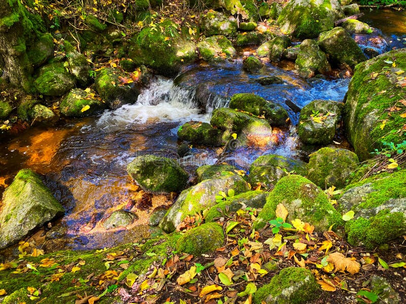 Stream through Forest stock image. Image of nature, creek - 161099041