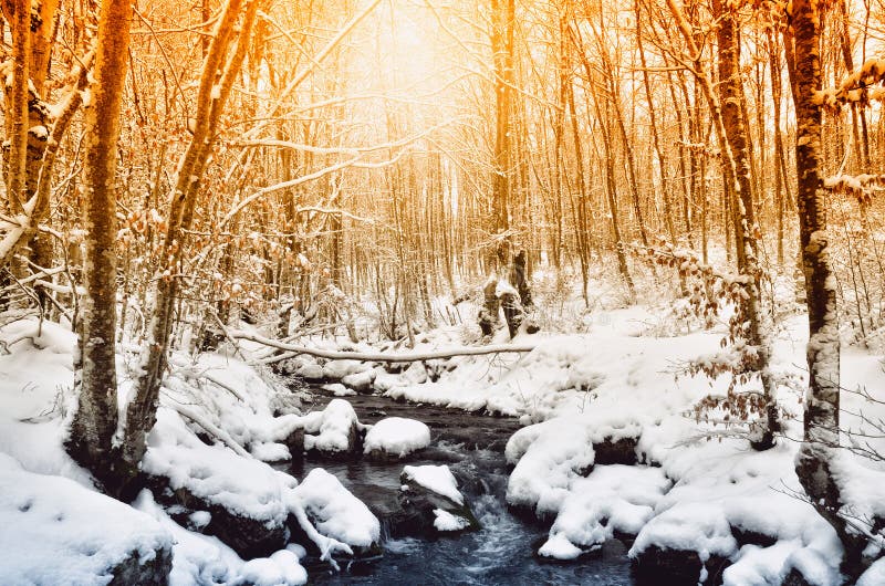 Stream in the forest stock image. Image of nice, dusk - 65288917