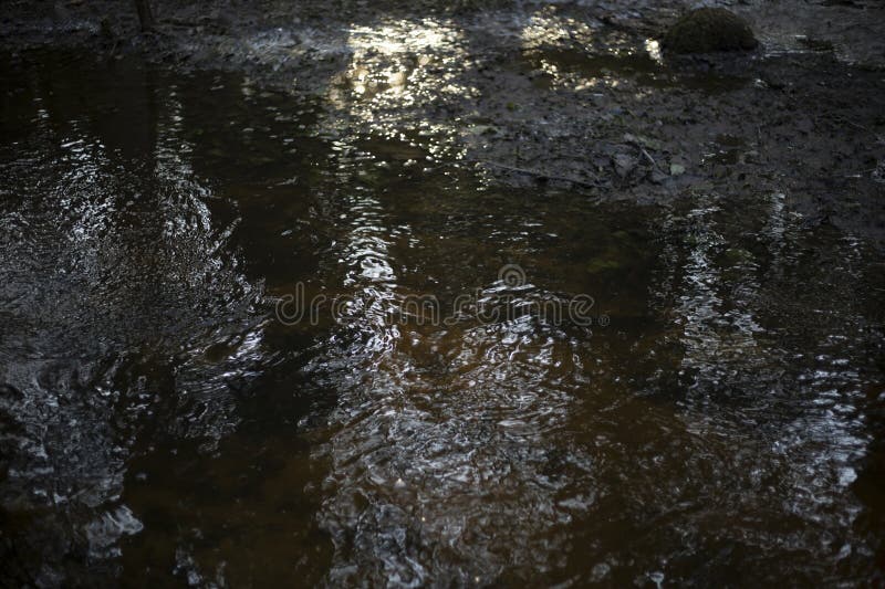 Stream in the Forest. Spring Water Stock Photo - Image of waterfall ...