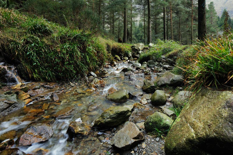 Stream in the forest stock photo. Image of high, landscape - 43895360
