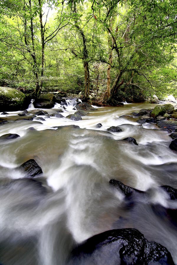 Stream in the Forest during the Tropical Forest Stock Image - Image of ...