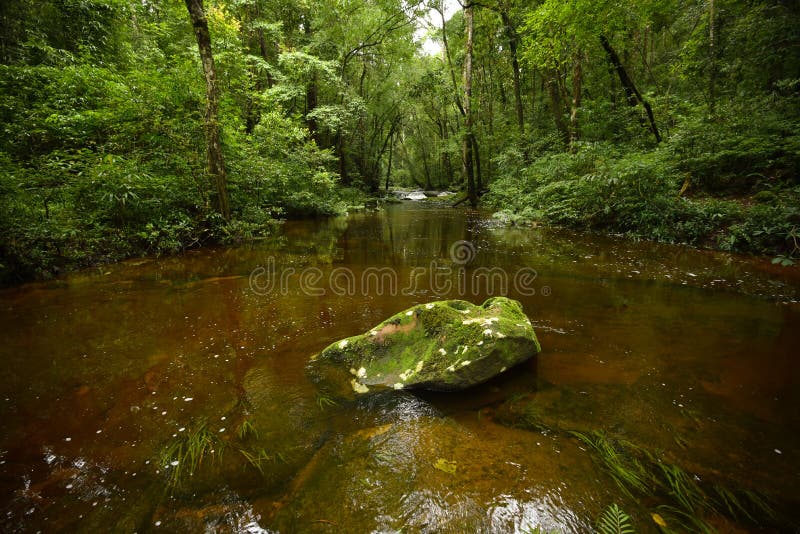 Stream forest stock photo. Image of lovely, stone, forest - 75735776