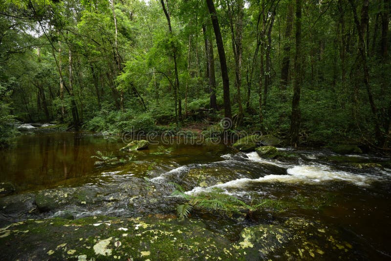 Stream in forest landscape stock photo. Image of stream - 104393764
