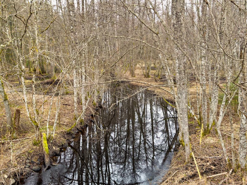Stream in a Forest Wetland at Spring Stock Image - Image of springtime ...