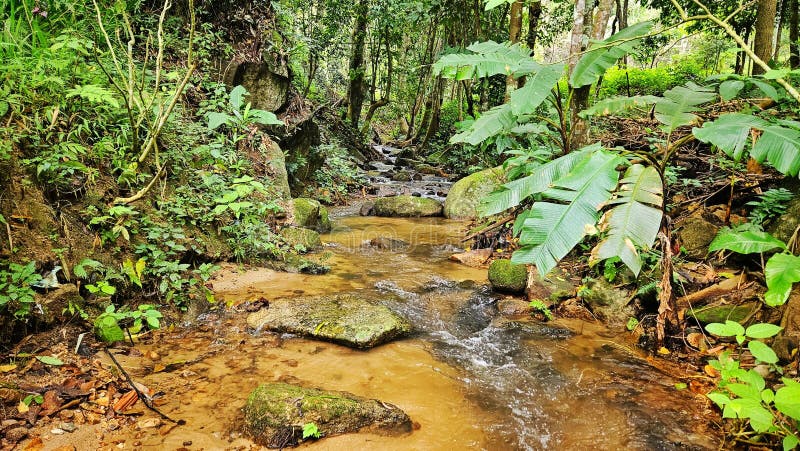 Stream Form Waterfall , Tree, Fern ,moss at the Rain Forest Landscape ...