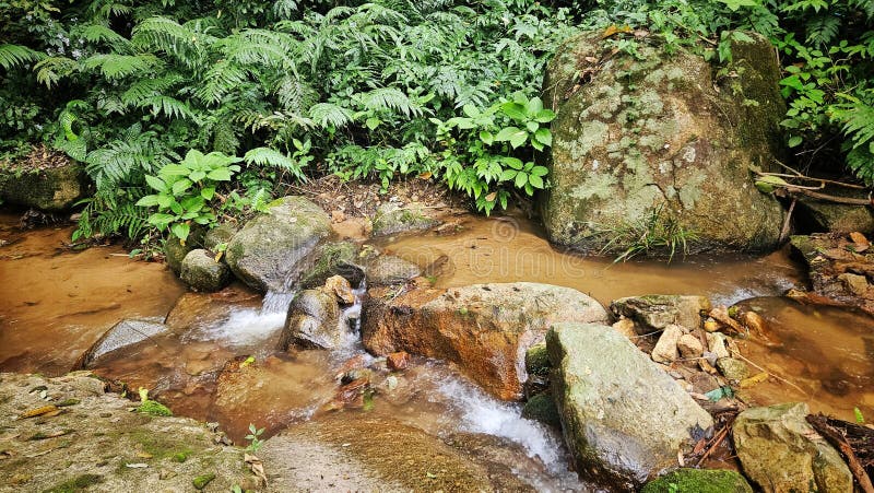 Stream Form Waterfall , Tree, Fern ,moss at the Rain Forest Landscape ...