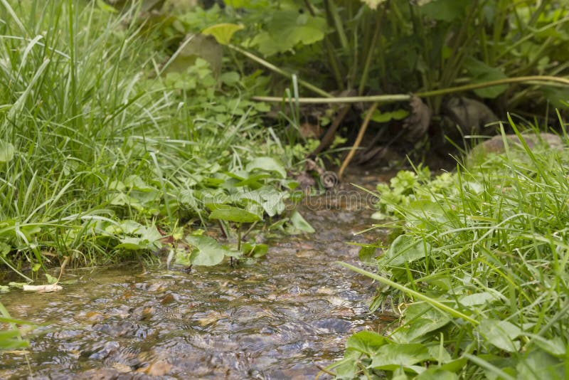 Stream in forrest stock photo. Image of sunny, flow, small - 44153230