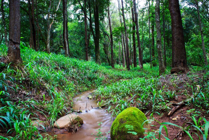 Stream in a Forrest with Some Rocks Covered in Moss Stock Image - Image ...