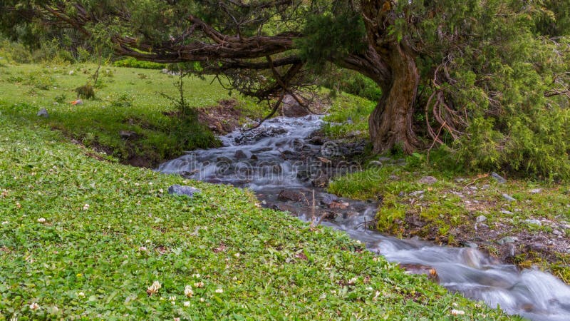 Stream stock image. Image of green, cold, fresh, shade - 58270427