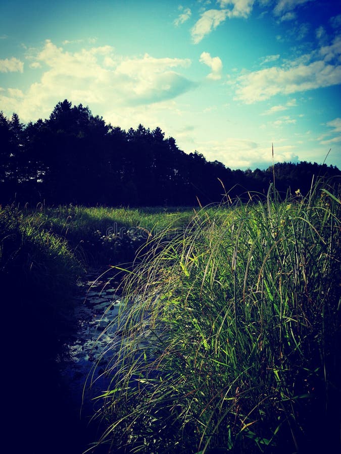 A stream with grass stock image. Image of rank, blue - 153640687