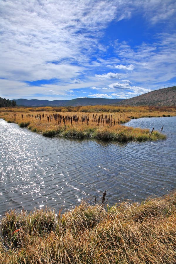 The Stream and Grass in Yellowstone in the USA Stock Photo - Image of ...