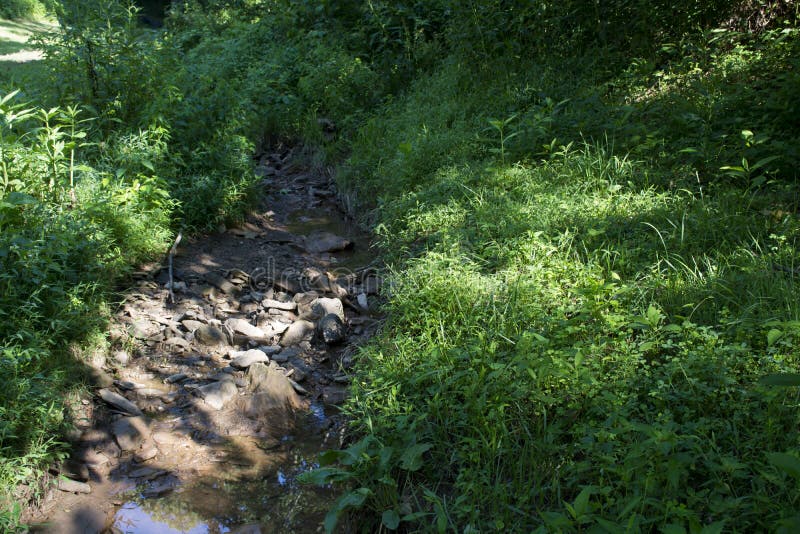Stream through grassy area stock photo. Image of covered - 122469088