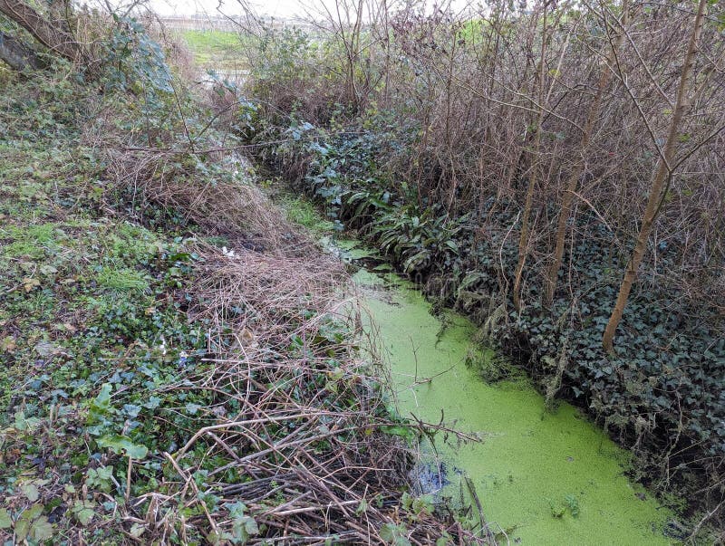 A Stream with Green Algae and Plants Stock Photo - Image of ferns ...