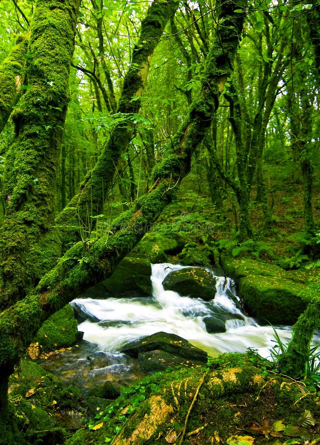 Forest brooklet stock photo. Image of beauty, creek, scenic - 26863350