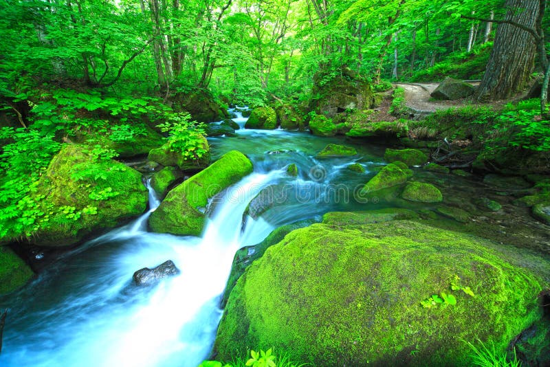 Magical Forest Stream in Smoky Mountains National Park Stock Photo ...