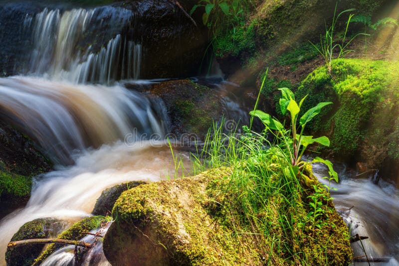 Stream in Green Forest on Summer Warm Days. Peak District National Park ...