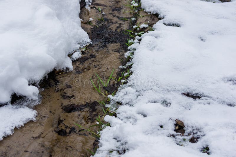 Stream with Green Grass in the Snow Stock Photo - Image of fall, sign ...