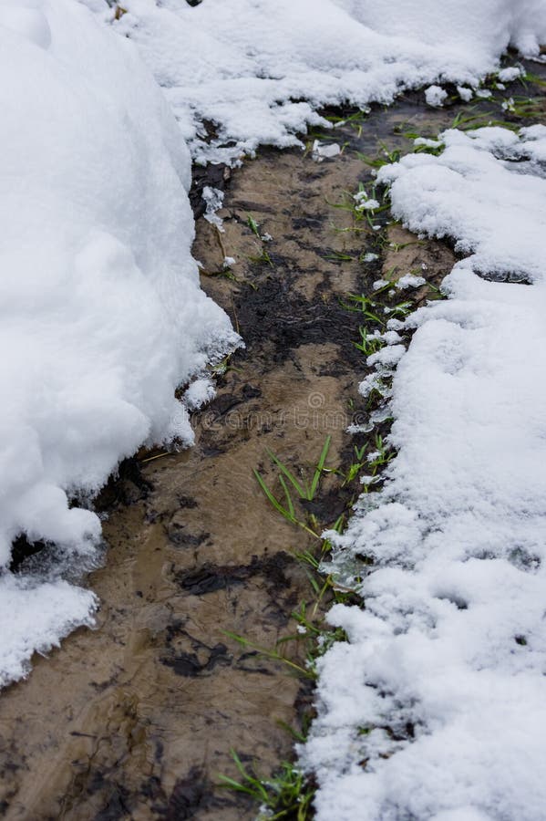 Stream with Green Grass in the Snow Stock Photo - Image of forest ...