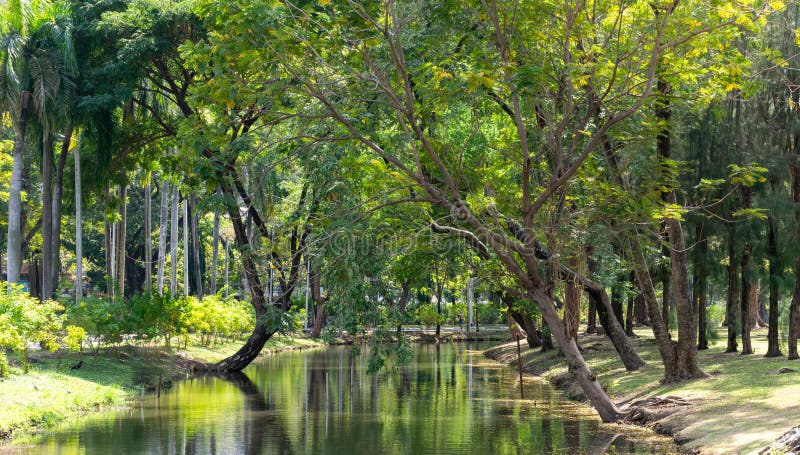 Stream, Green Tree Covered Landscape, River, Green Environment Stock ...