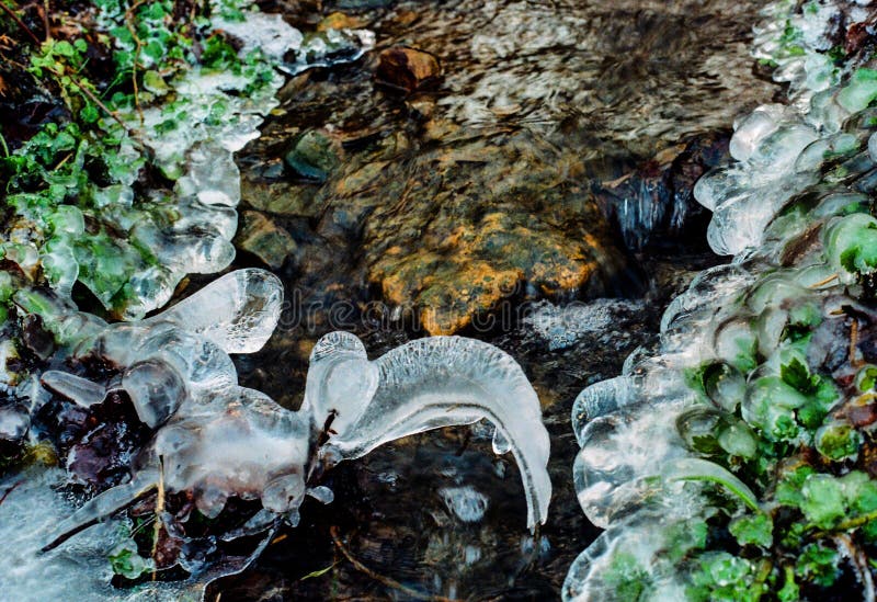 Stream and Greenery Under a Layer of Ice in Winter Stock Image - Image ...