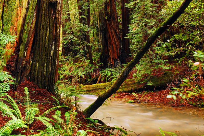 A Stream Gushes Past a Redwood Forest Editorial Photography - Image of ...