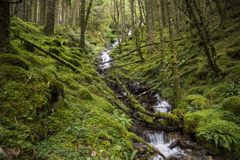 Stream Im Mossy Forest in Scotland Stock Image - Image of place ...