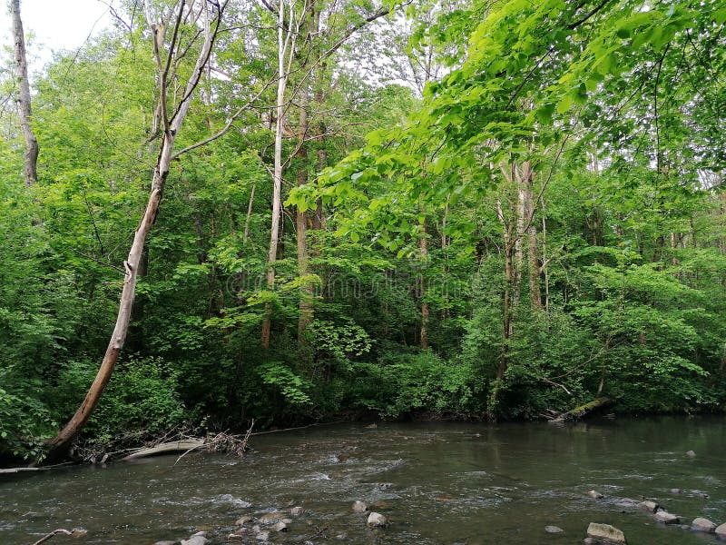 Stream inside the forest stock image. Image of wetland - 186523743