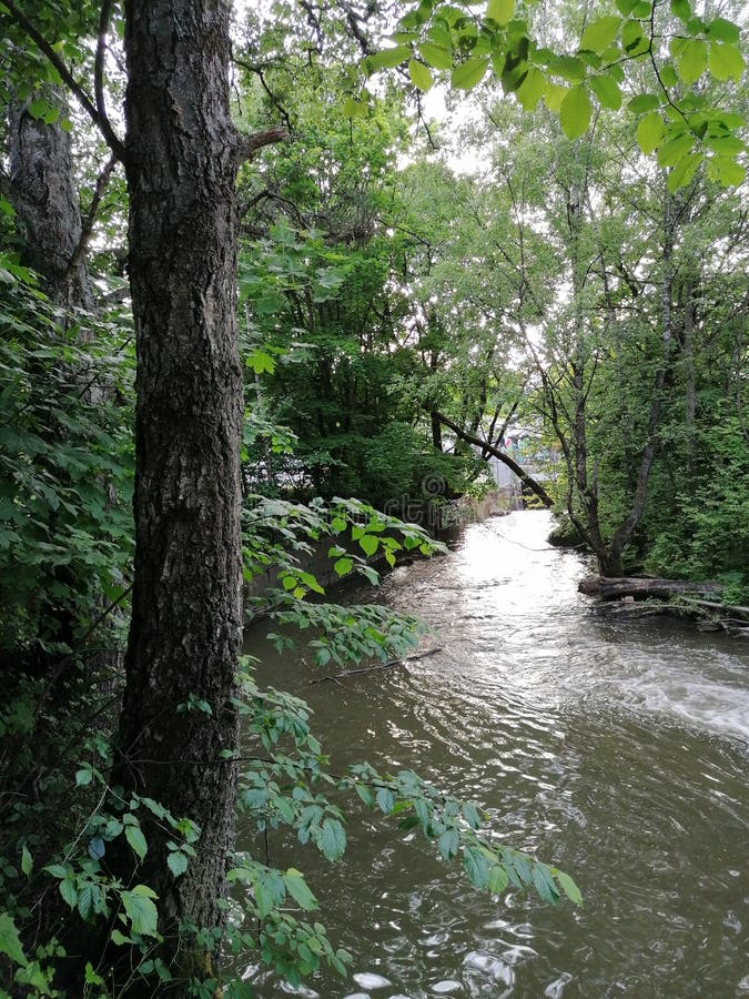 Stream inside the forest stock photo. Image of woodland - 186524018