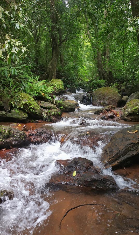 Stream Inside Forest. Kodachadri Trek Stock Image - Image of river ...