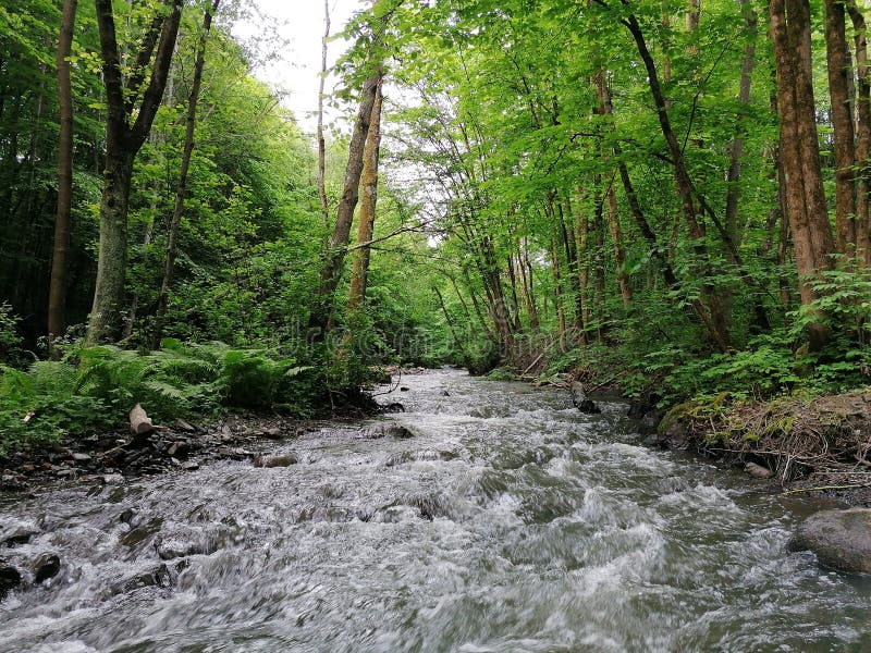 Stream Inside the Forest with Trees and Rocks Stock Photo - Image of ...