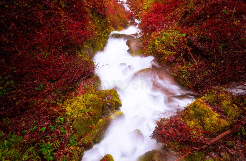 Stream with Intense Colors V Stock Image - Image of national, landscape ...