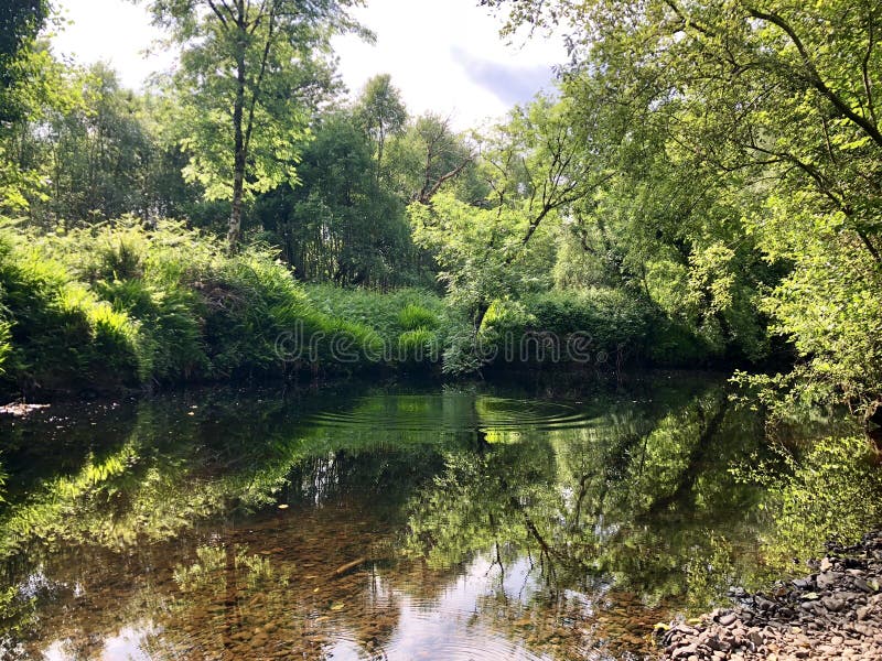 Stream in ireland stock photo. Image of leopard, forrest - 167302096