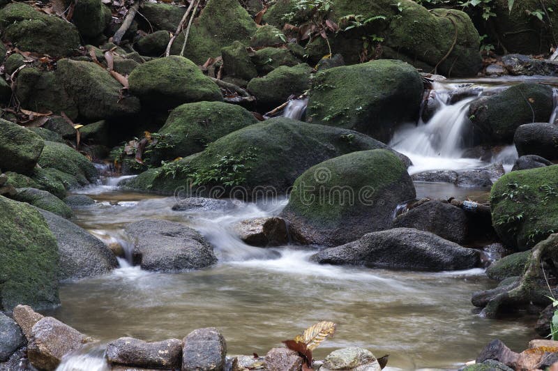 Stream in a jungle stock image. Image of nature, clean - 5256433