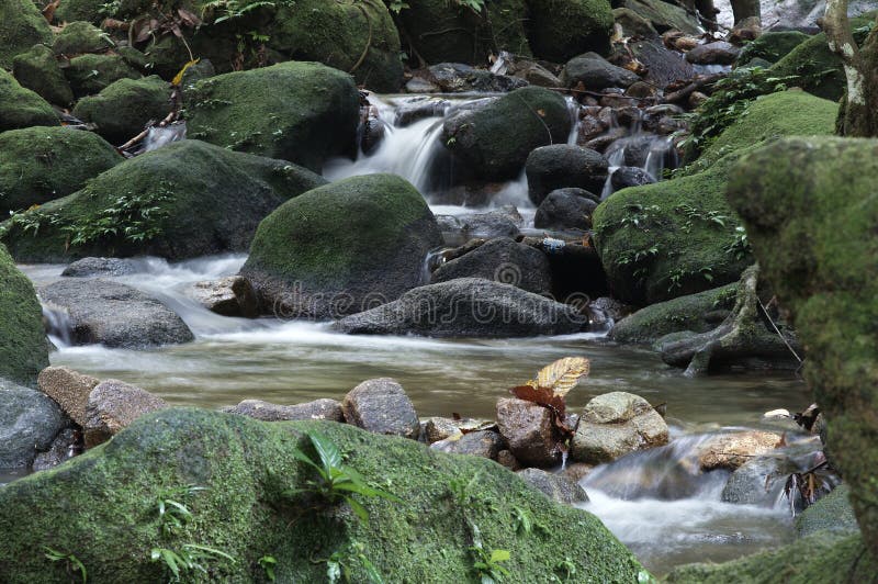Stream in a jungle stock photo. Image of grass, travel - 5256542