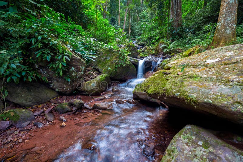 Stream in the Jungle stock image. Image of forest, season - 124546519