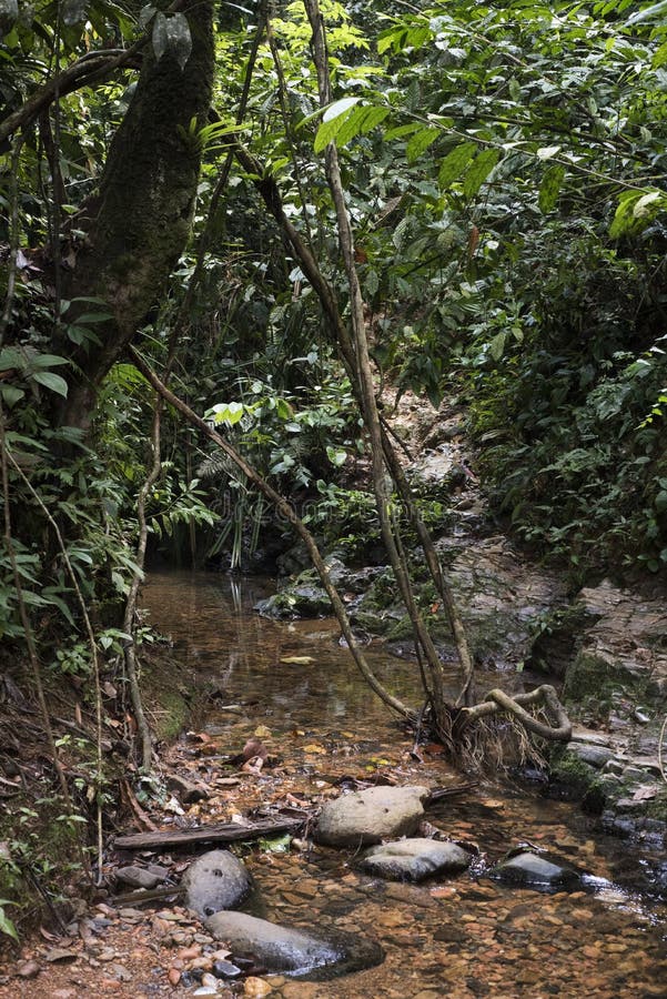 Stream in jungle stock image. Image of asian, asia, forest - 146991481