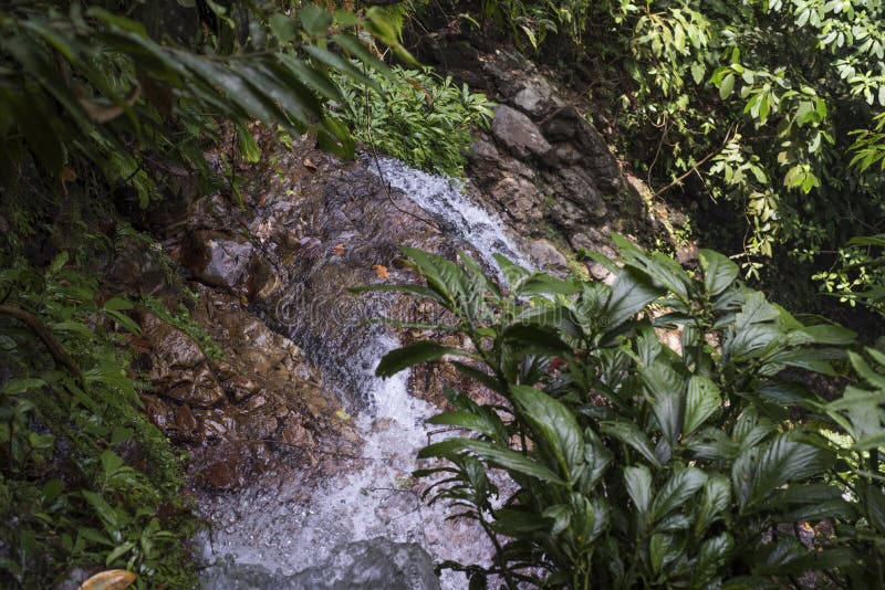 Stream in jungle stock image. Image of rainforest, jungle - 146988837
