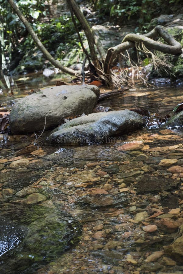 Stream in jungle stock image. Image of asian, asia, forest - 146991481