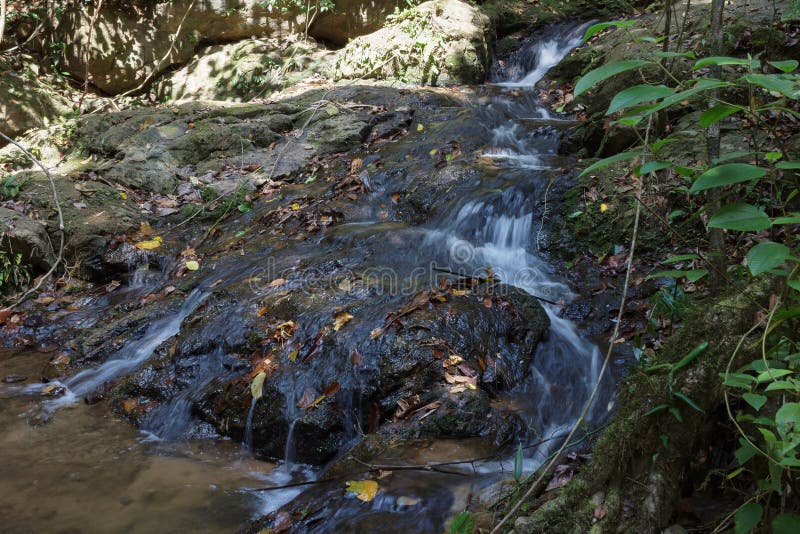 Stream in the jungle stock photo. Image of life, botany - 54562196