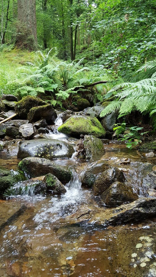Stream in Lake District Forest Stock Photo - Image of stream, rocks ...