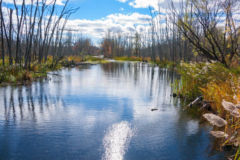 Converging Trees stock photo. Image of nature, trees, converging - 9220698