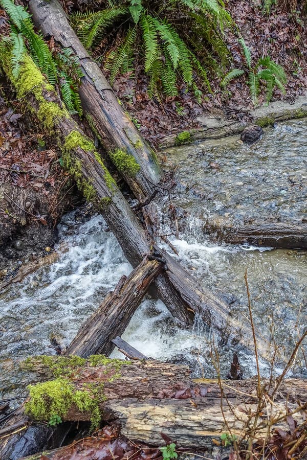 Stream with Logs Landscape 3 Stock Image - Image of foliage, dash: 88651657